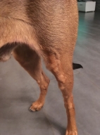 Allergien beim Hund: Symptome, Diagnose, Behandlung und mehr