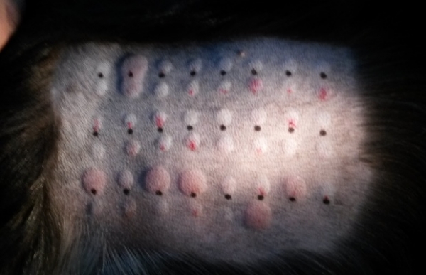 Allergietests bei Hund & Katze: Wann machen sie Sinn? - fellomed