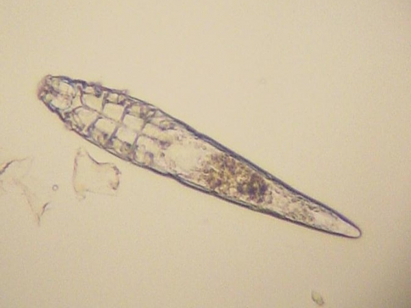 Demodikose beim Hund – Symptome, Diagnose und Behandlung