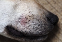 Demodikose beim Hund – Symptome, Diagnose und Behandlung