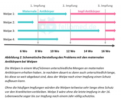 Katze impfen: Wann, was und wie oft?| Impf-Guide 2026